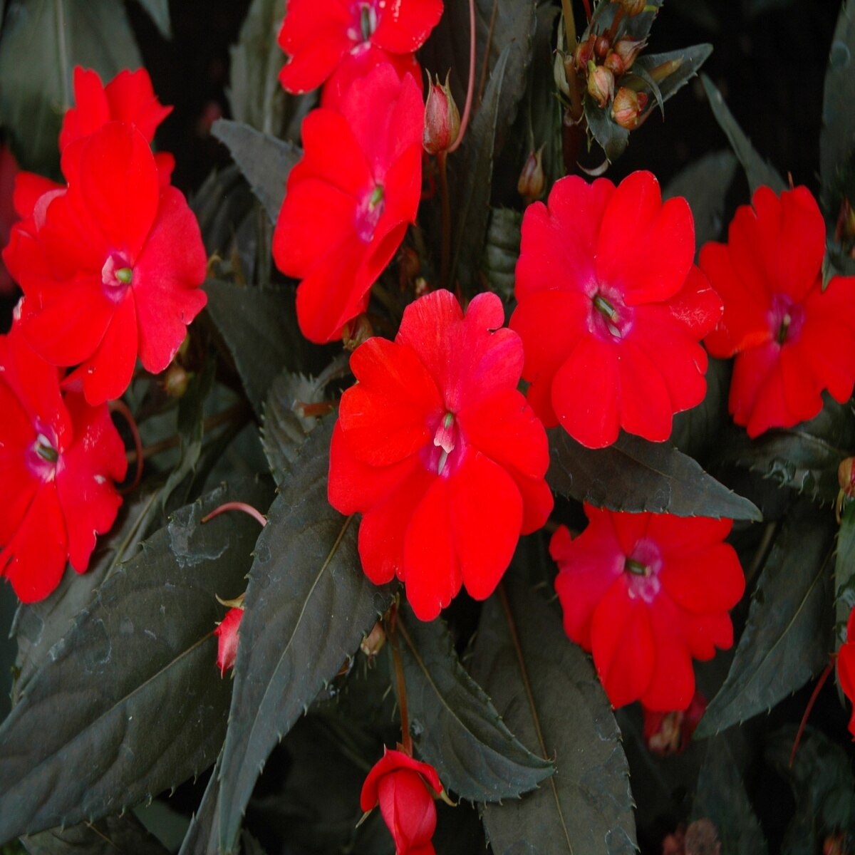 Impatiens X Hybrida SunPatiens Vigorous Red Impatiens | SiteOne
