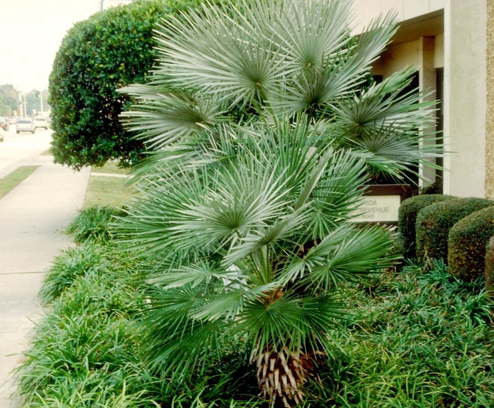 Chamaerops Humilis Mediterranean Fan Palm | SiteOne