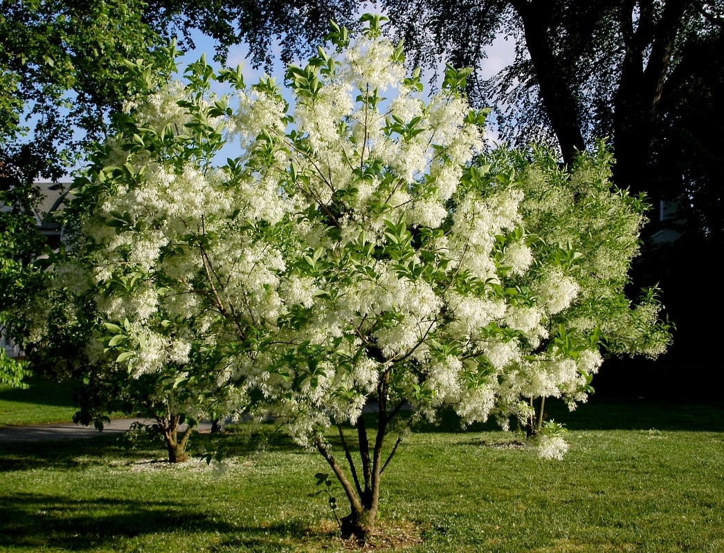 Chionanthus Virginicus American Fringe Tree | SiteOne