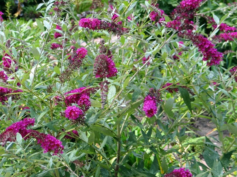 Buddleia Davidii Buzz Tobudpipur Magenta Butterfly Bush | SiteOne
