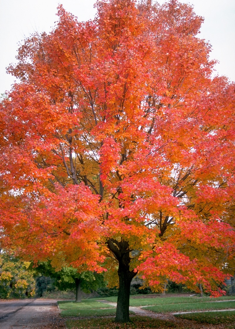 Acer Rubrum Red Maple | SiteOne