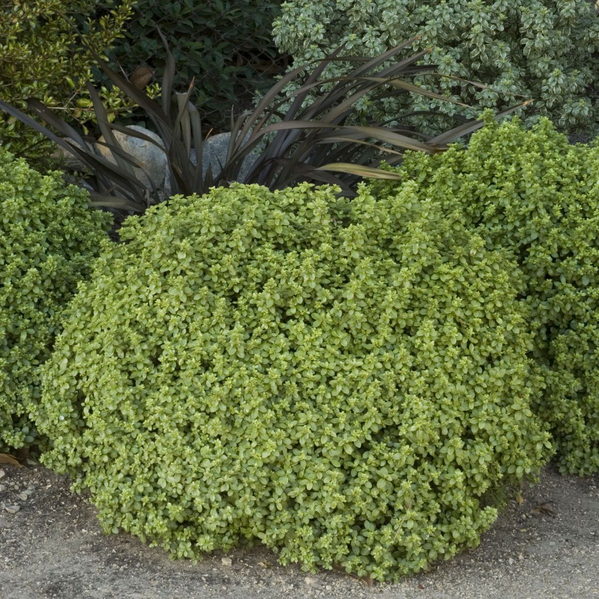 Pittosporum Tenuifolium Golf Ball Kohuhu | SiteOne