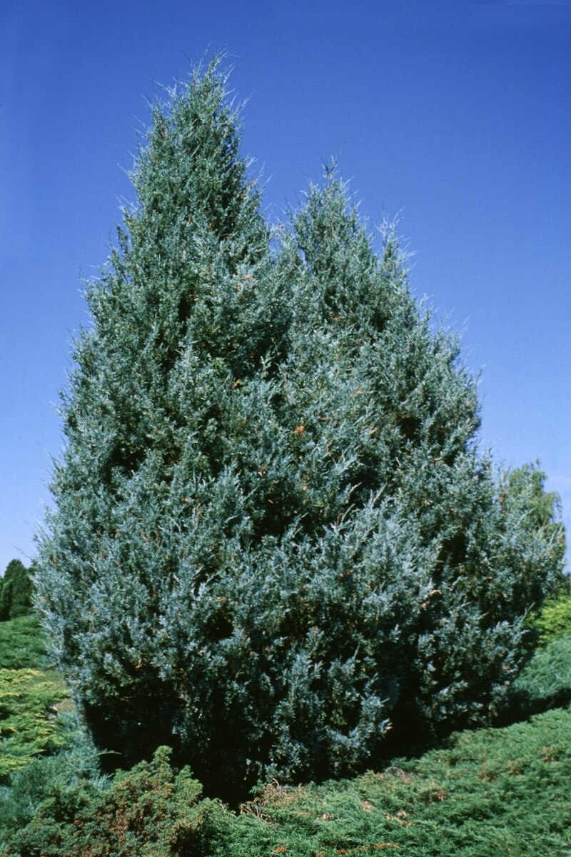 Juniperus Scopulorum Wichita Blue Rocky Mountain Junipe | SiteOne