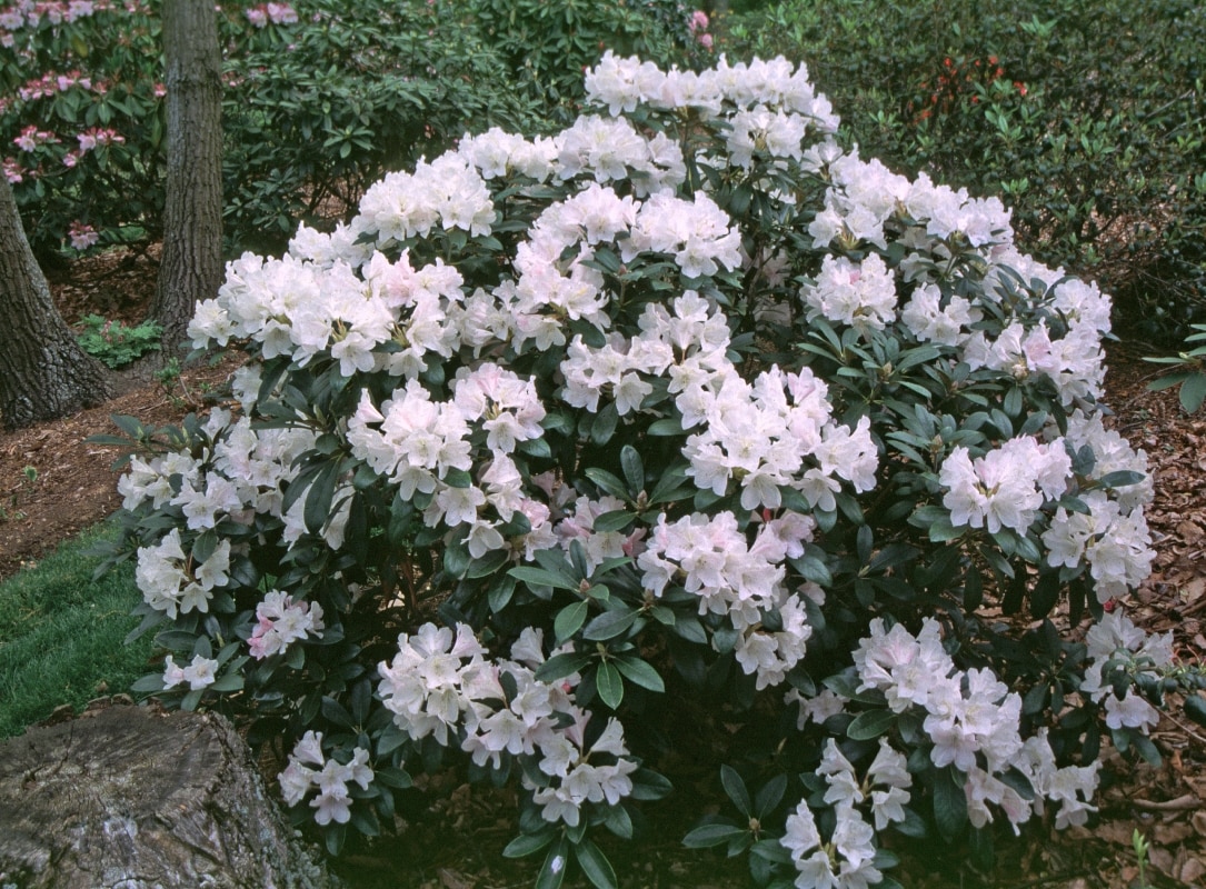 Rhododendron X Yaku Princess Rhododendron | SiteOne
