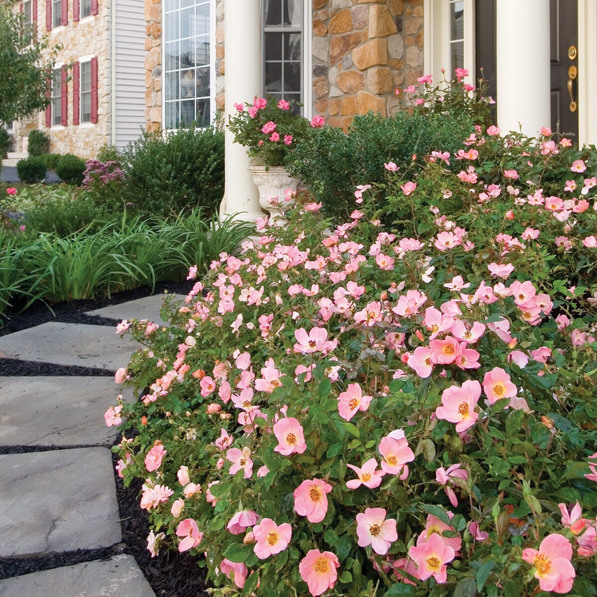 Rosa X Radcor Rainbow Knock Out Rose | SiteOne