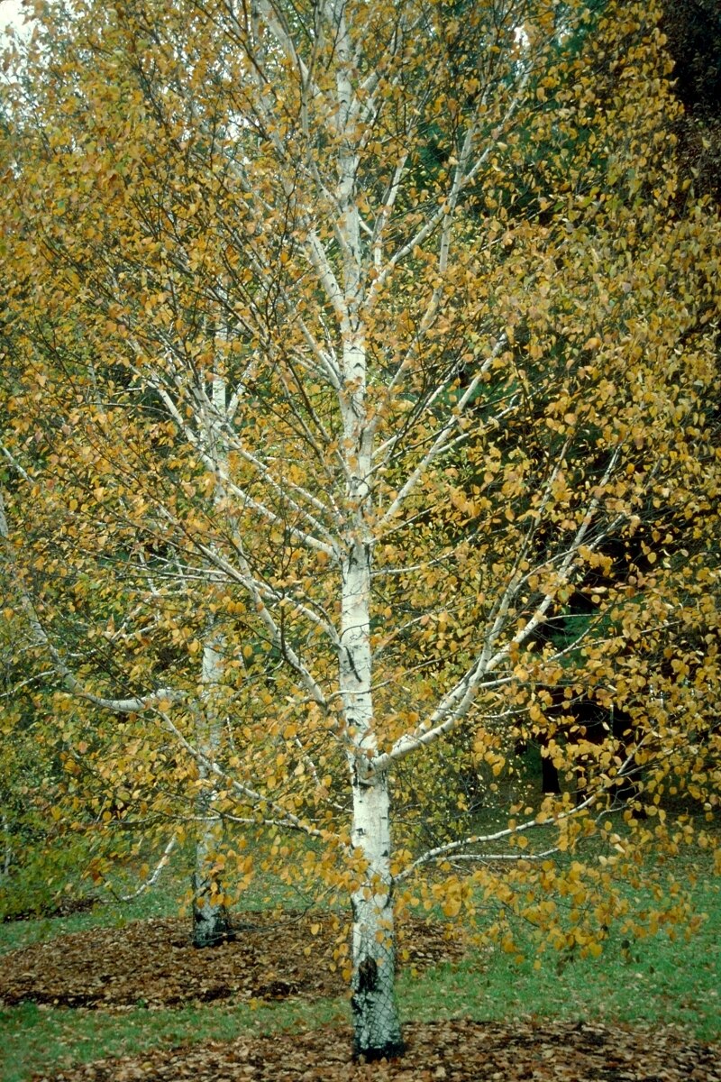 Betula Papyrifera Paper Birch | SiteOne