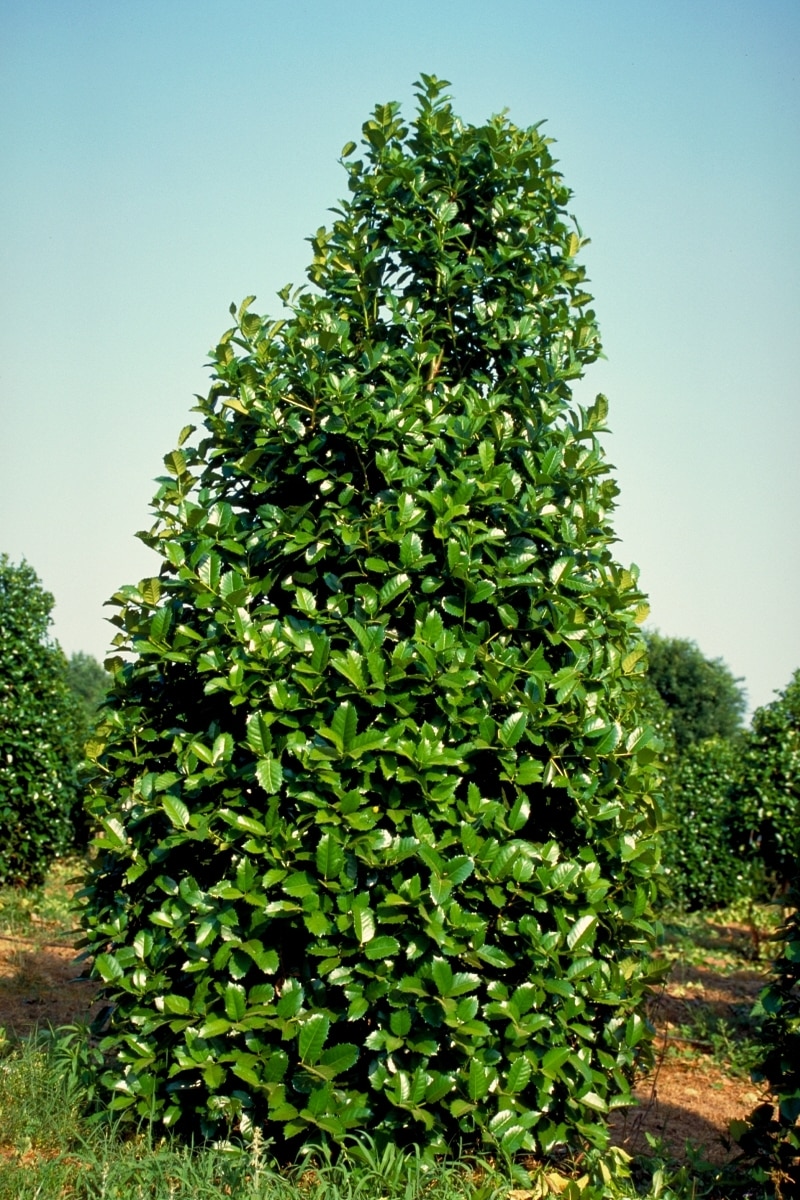 Ilex X Emily Brunner Holly | SiteOne