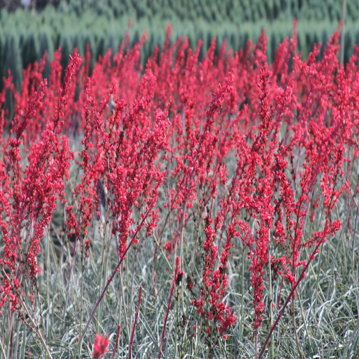 Hesperaloe Parviflora Brakelights Red Yucca | SiteOne