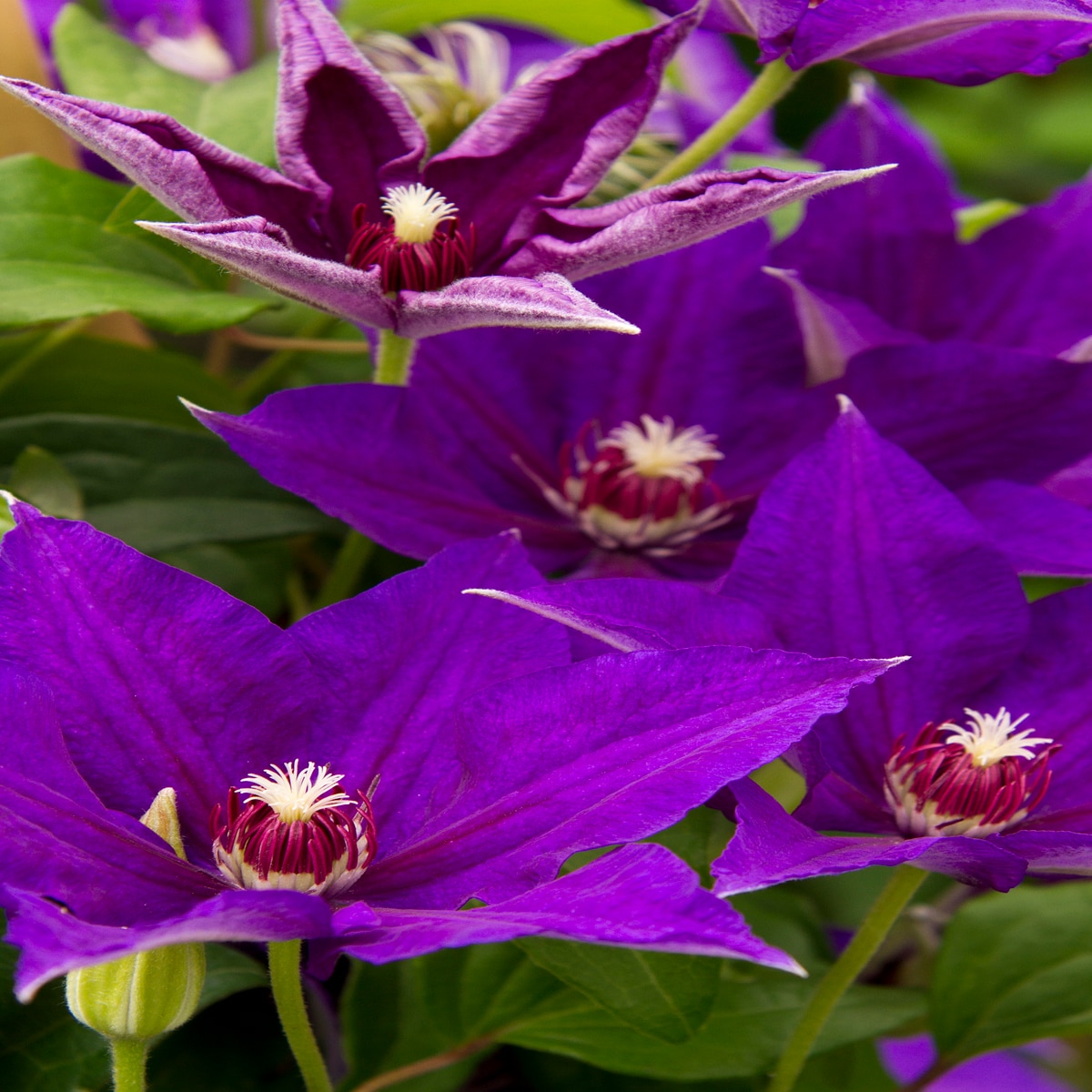 Clematis X Vancouver Danielle Early Large-flowered Clem | SiteOne