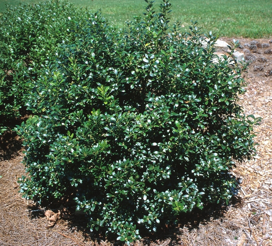 Ilex Glabra Nigra Inkberry Holly | SiteOne