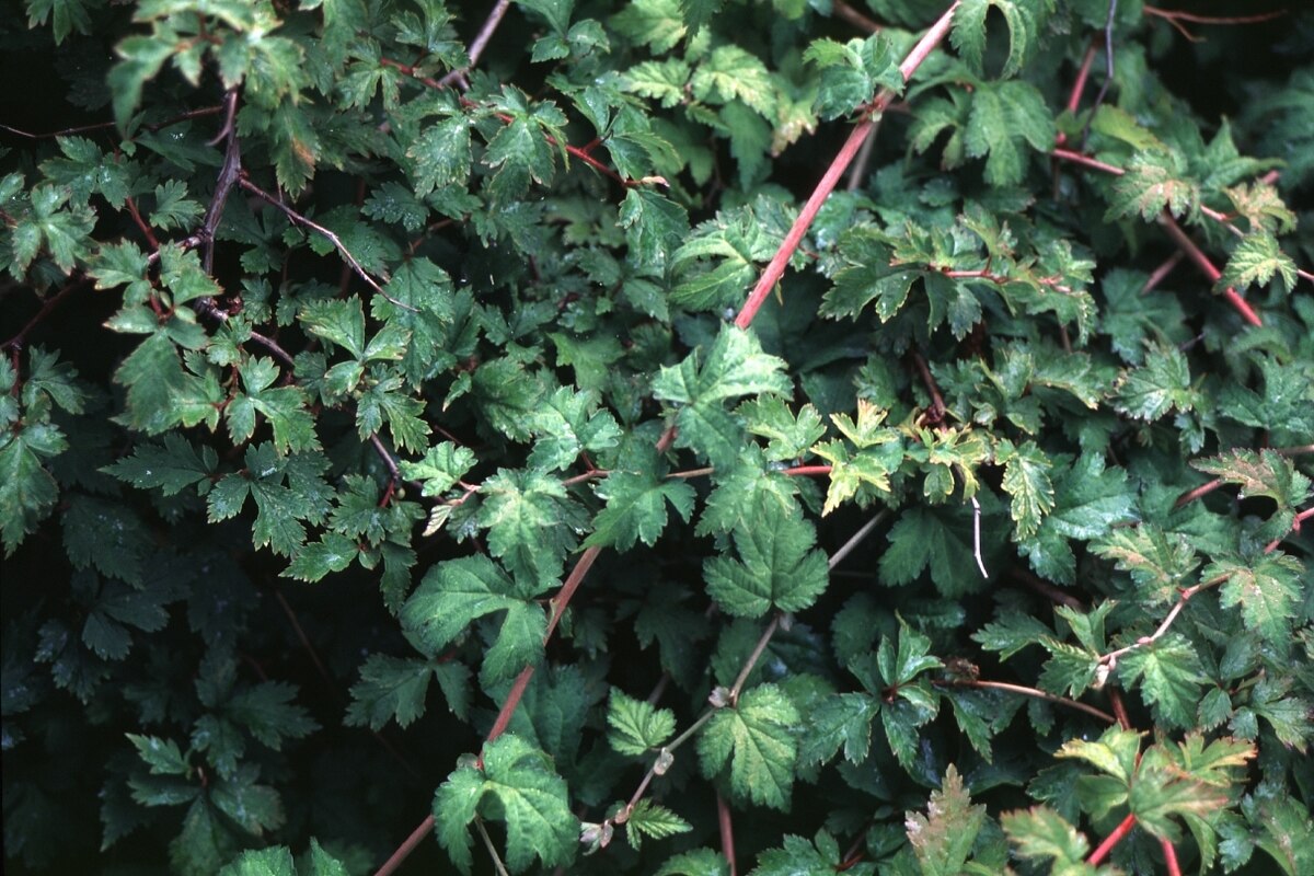 Stephanandra Incisa Crispa Cutleaf Stephanandra | SiteOne