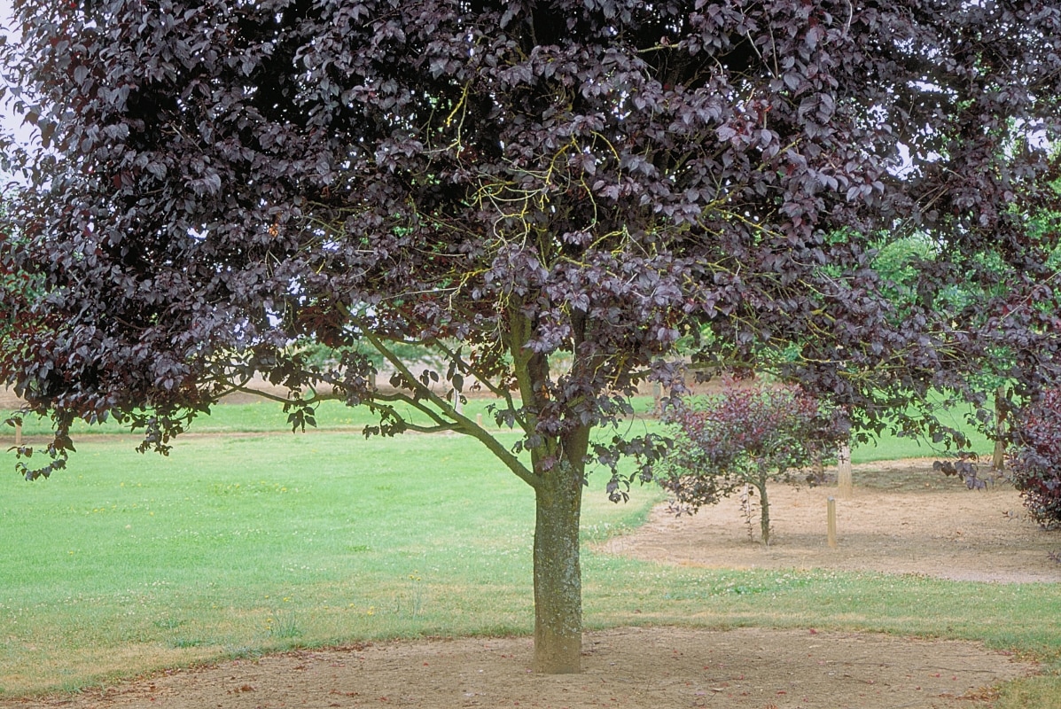 Prunus Cerasifera Thundercloud Cherry Plum | SiteOne