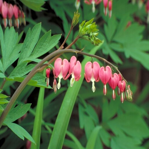 Dicentra Spectabilis - Common Bleeding Heart #1 | SiteOne