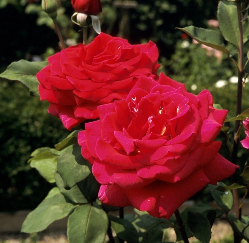 Rosa X Mister Lincoln Hybrid Tea Rose | SiteOne