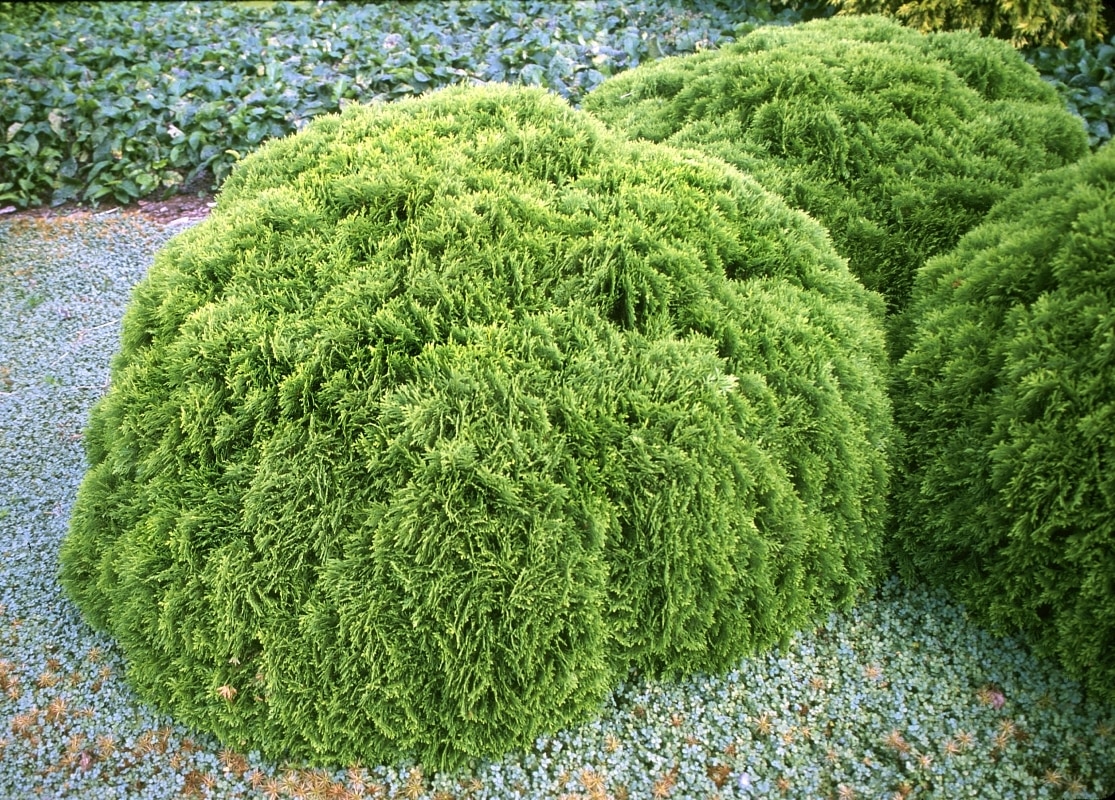 Thuja Occidentalis Danica Arborvitae | SiteOne