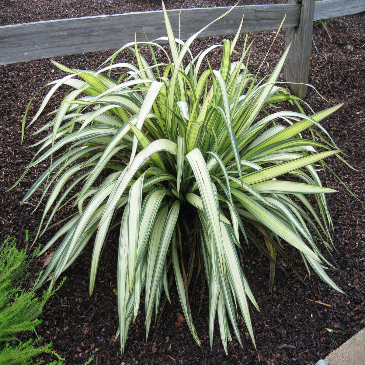 Phormium X Yellow Wave New Zealand Flax | SiteOne