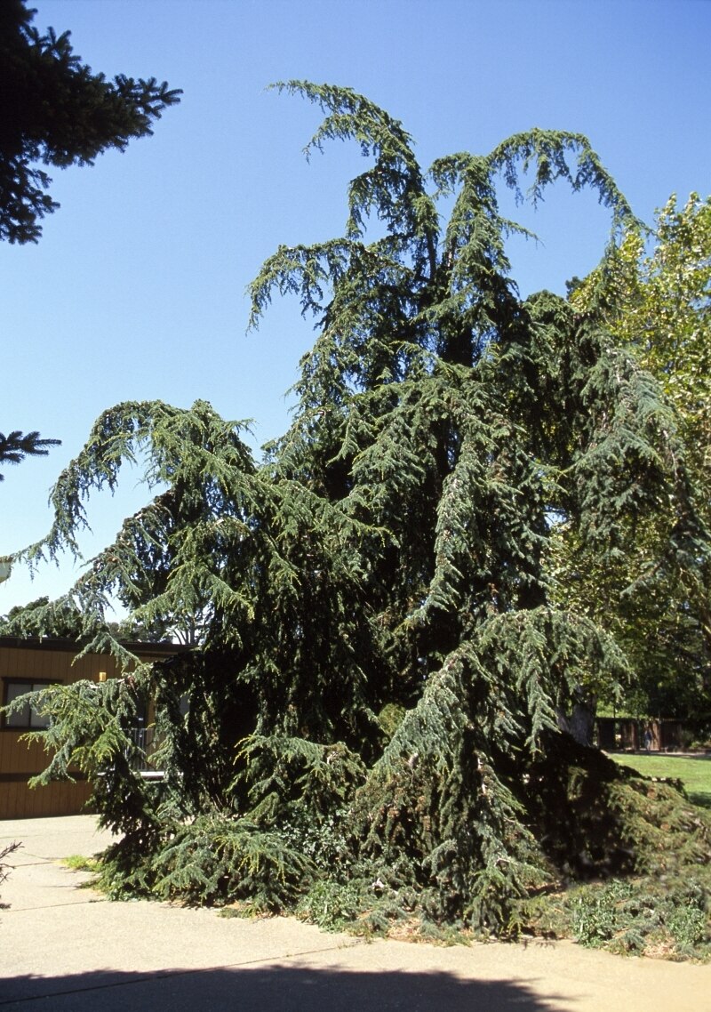 Cedrus Deodara Pendula Weeping Deodar Cedar | SiteOne