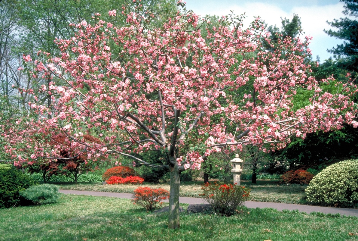 Malus X Brandywine Crabapple | SiteOne