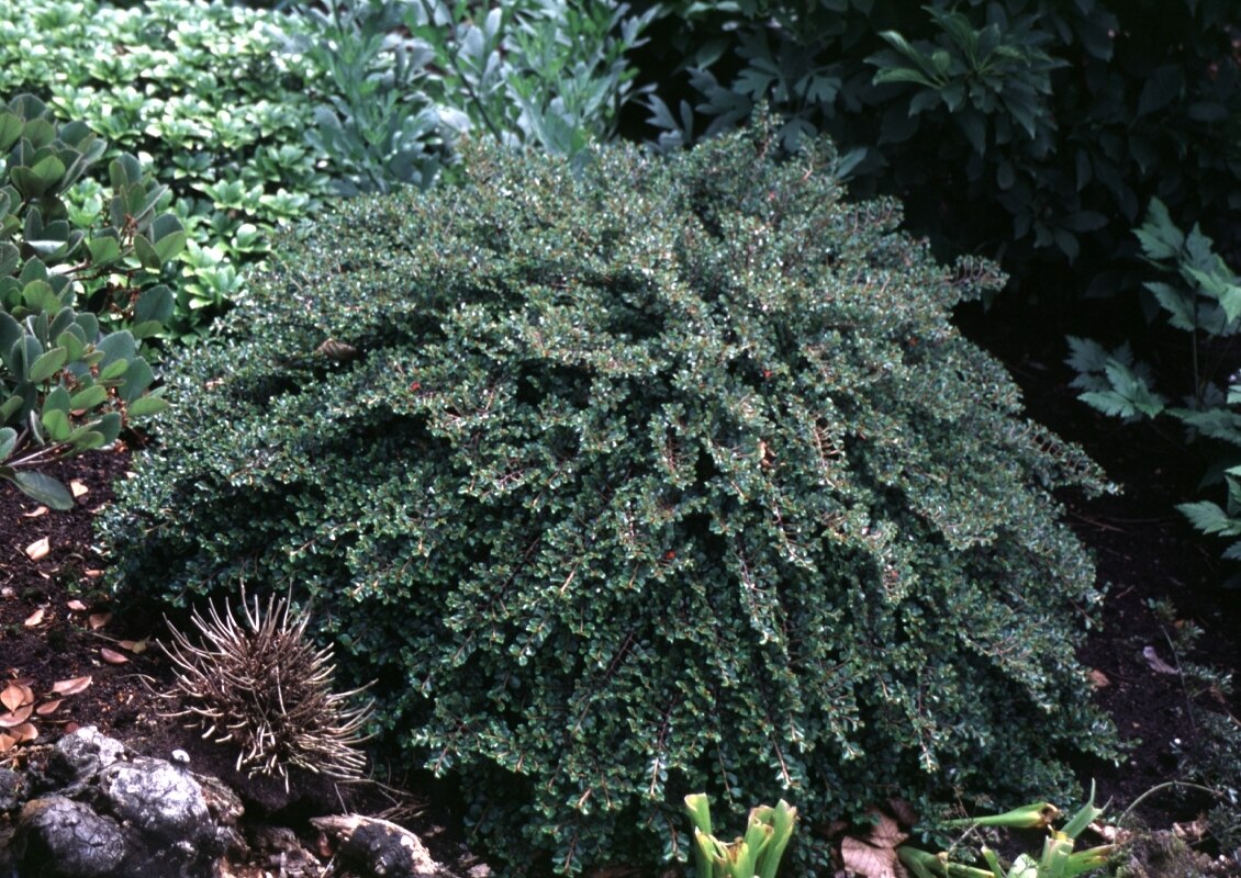 Cotoneaster Apiculatus Tom Thumb Creeping Cotoneaster | SiteOne