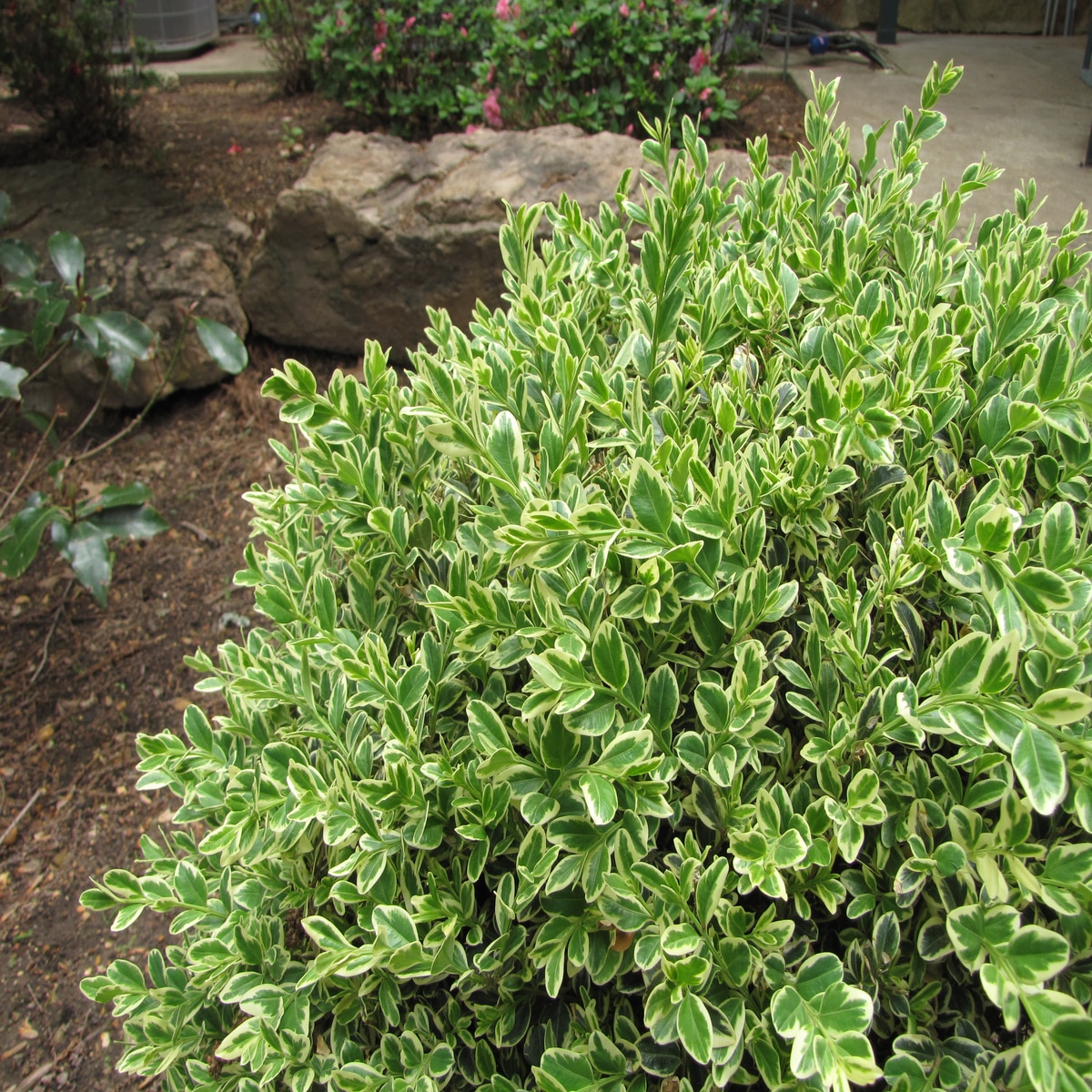Buxus Sempervirens Variegata American Boxwood | SiteOne