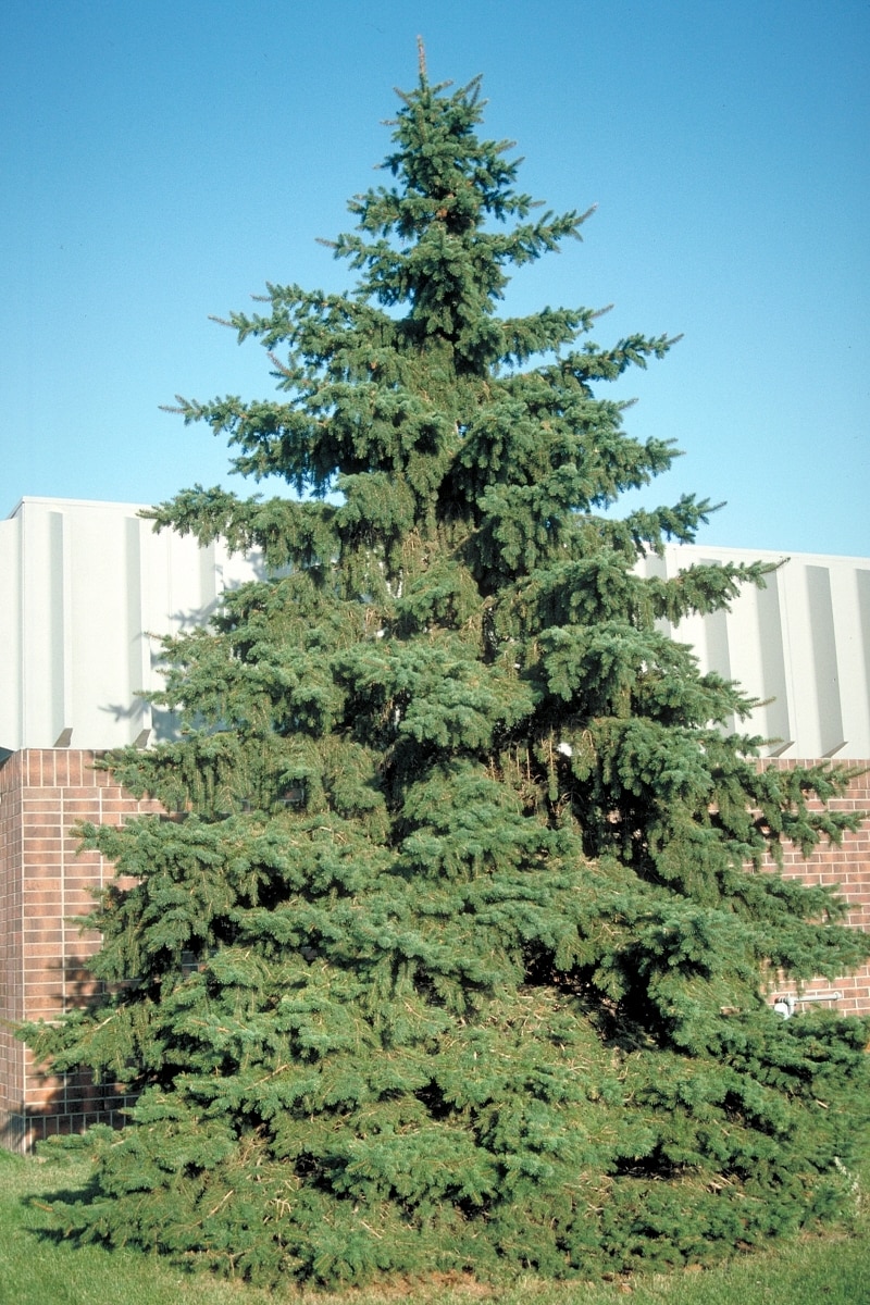Picea Glauca - White Spruce 7 ft. | Trees | SiteOne