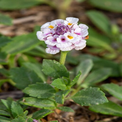 Phyla Nodiflora Texas Frogfruit | SiteOne