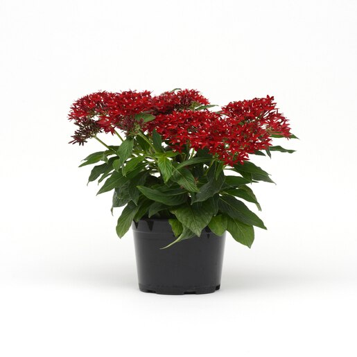 Pentas Lanceolata Lucky Star Dark Red Egyptian Starclus | SiteOne