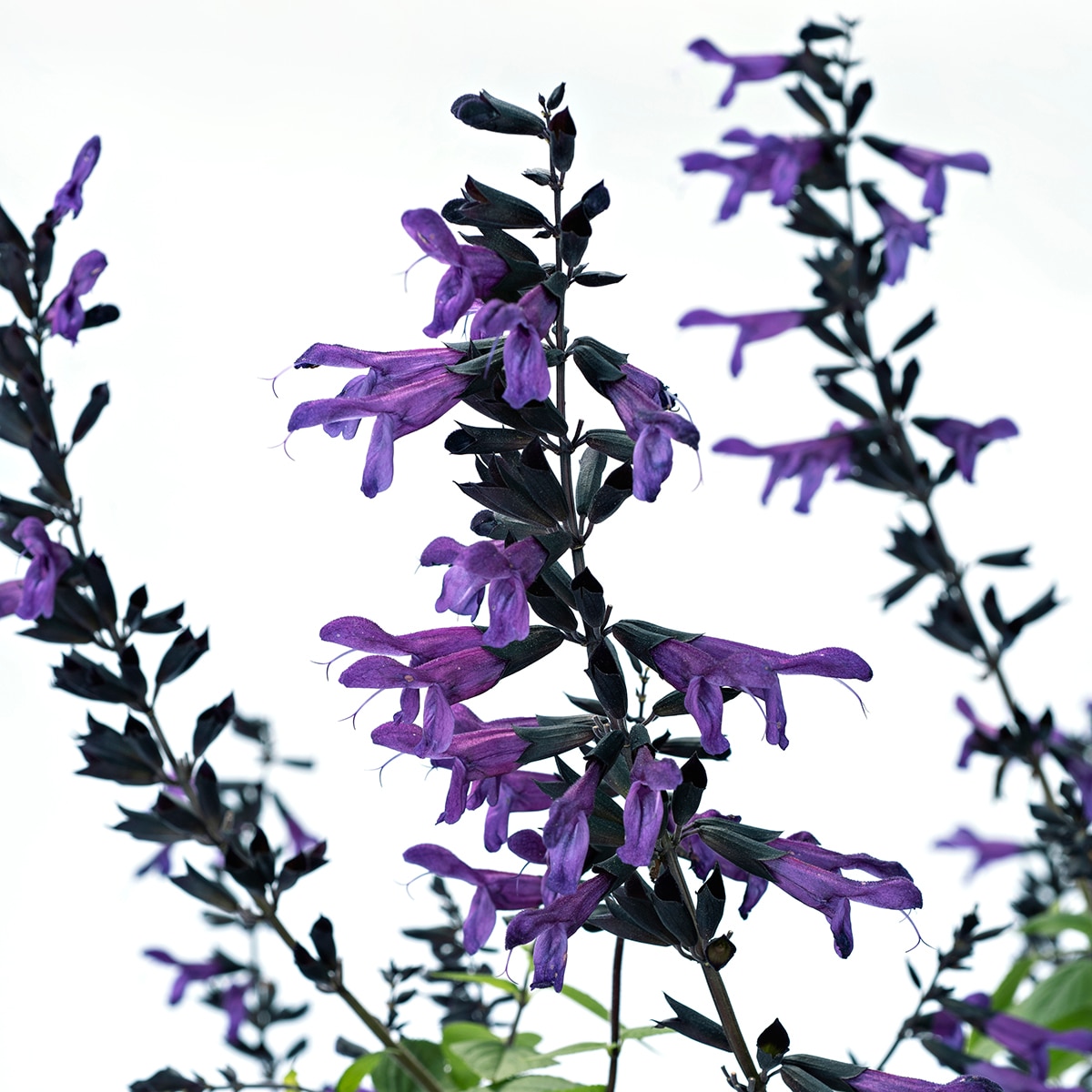 Salvia X Guarantica Bodacious Rhythm and Blues Salvia | SiteOne