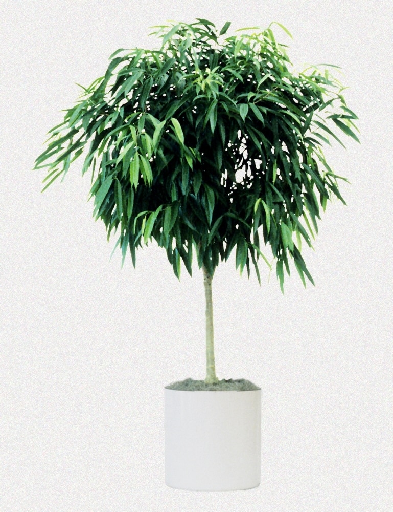 Ficus Binnendijkii Alii Narrow Leaf Fig | SiteOne