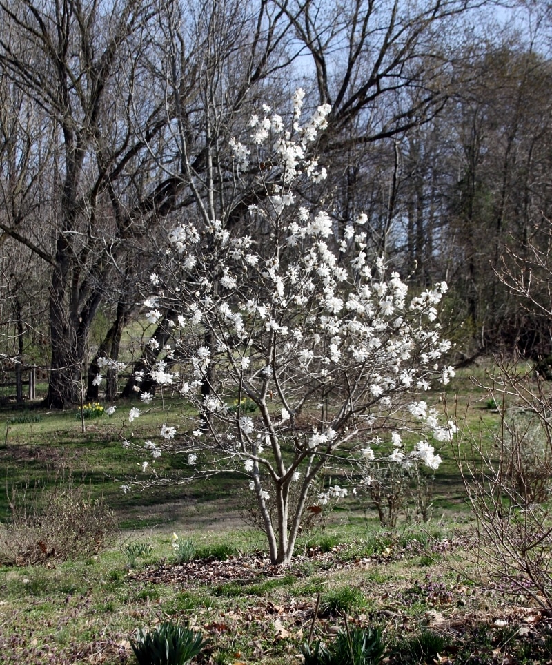 Magnolia Stellata Royal Star Star Magnolia | SiteOne