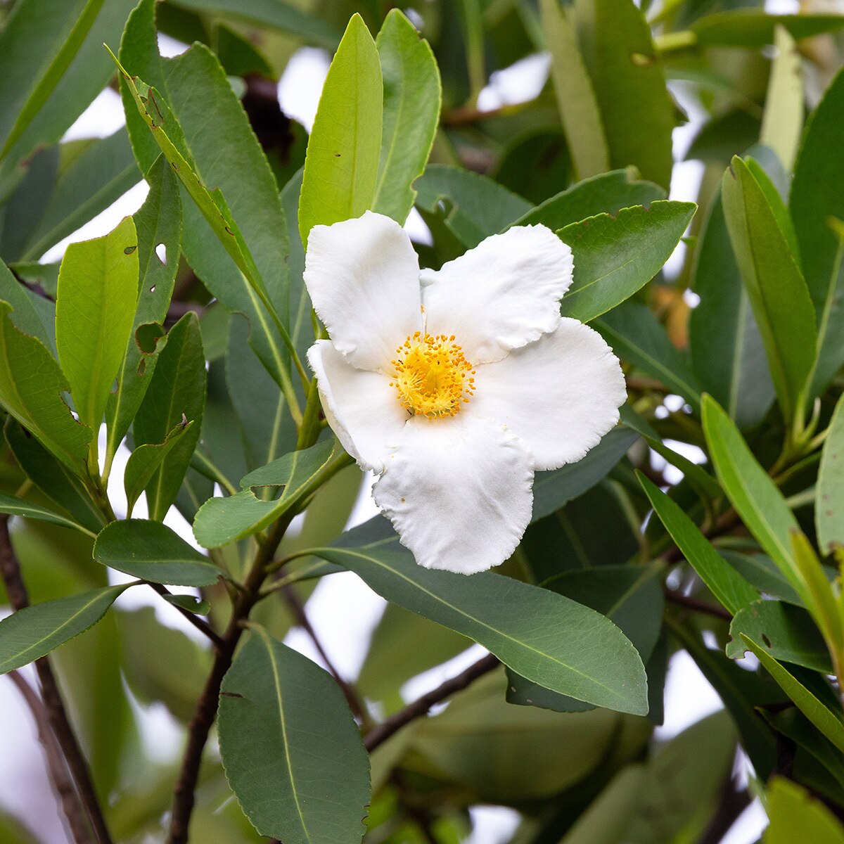 Gordonia Lasianthus Loblolly Bay | SiteOne