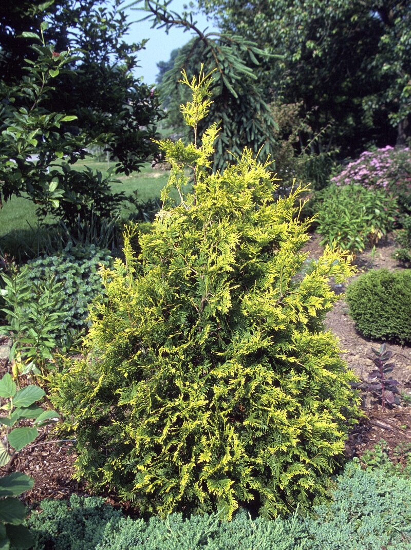 Thuja Occidentalis Sunkist Arborvitae | SiteOne