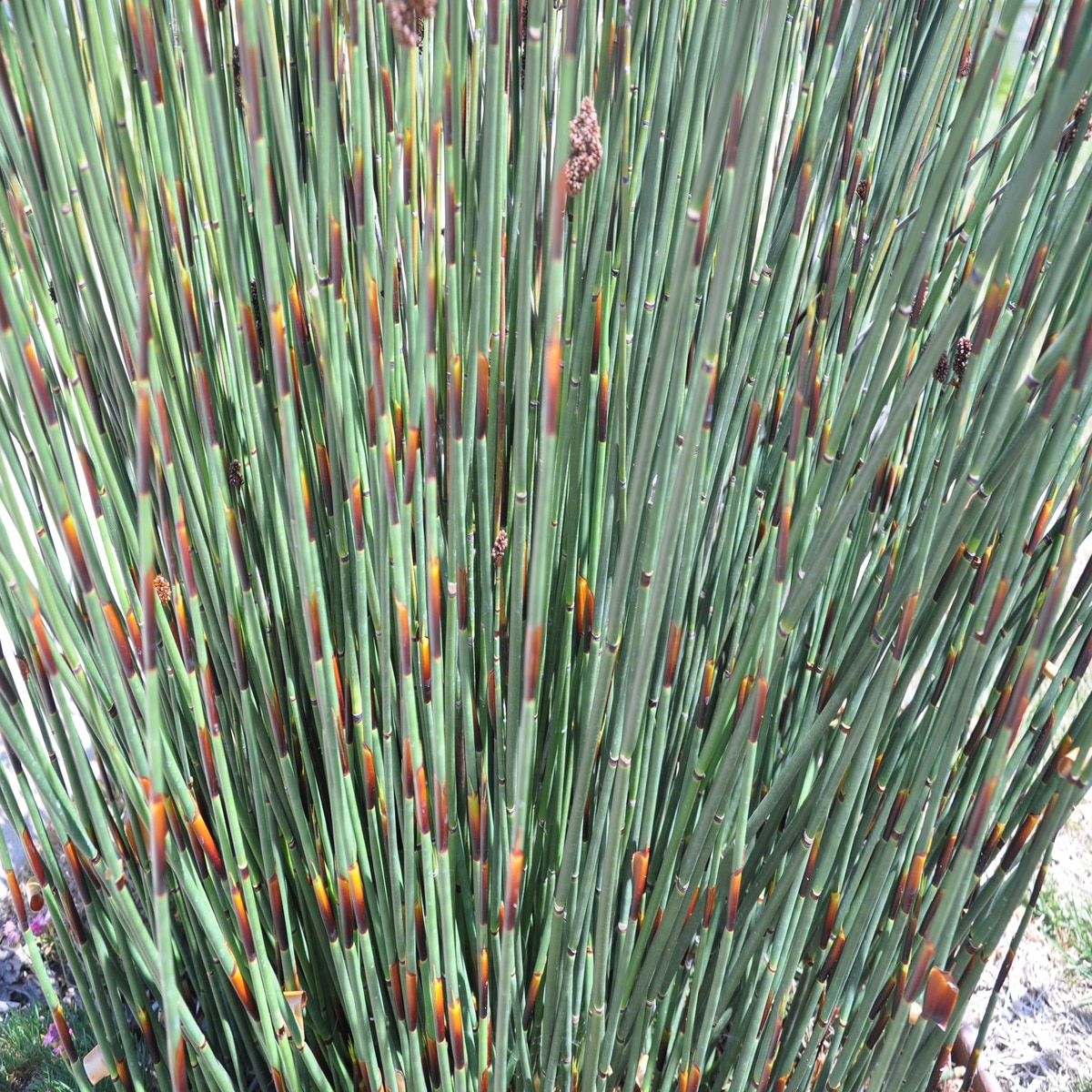 Chondropetalum Elephantinum Large Cape Rush | SiteOne