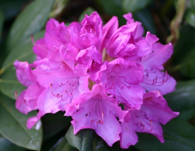 Rhododendron Catawbiense Purpureum Elegans Rhododendron | SiteOne
