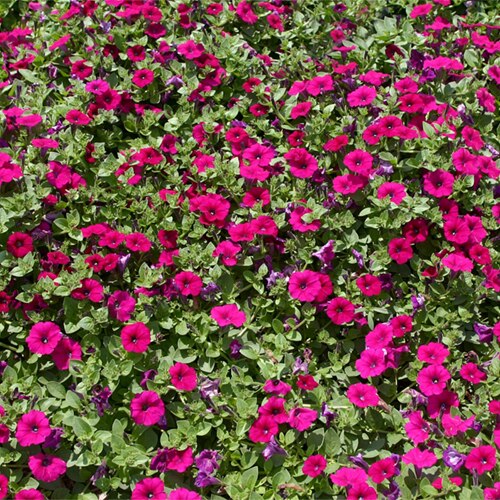 Petunia X Hybrida Supertunia Mini Purple Proven Winners | SiteOne