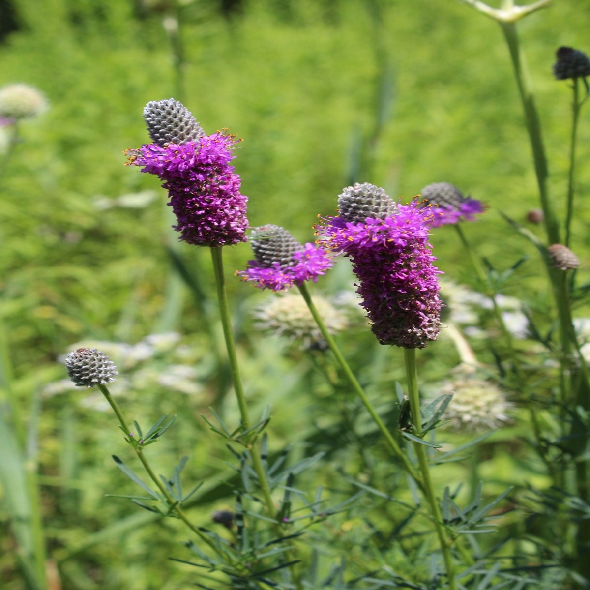 Dalea Purpurea Purple Prairie Clover | SiteOne