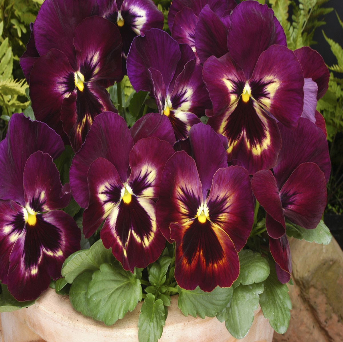 Viola X Wittrockiana Spring Matrix Sangria Pansy | SiteOne