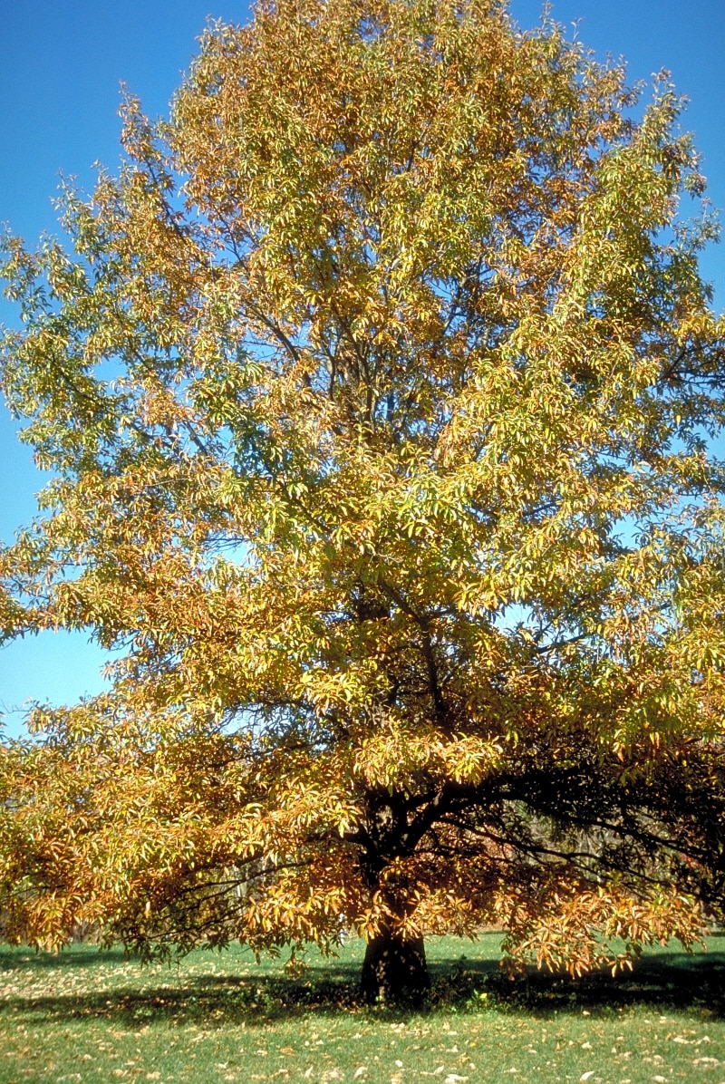 Quercus Imbricaria Shingle Oak | SiteOne