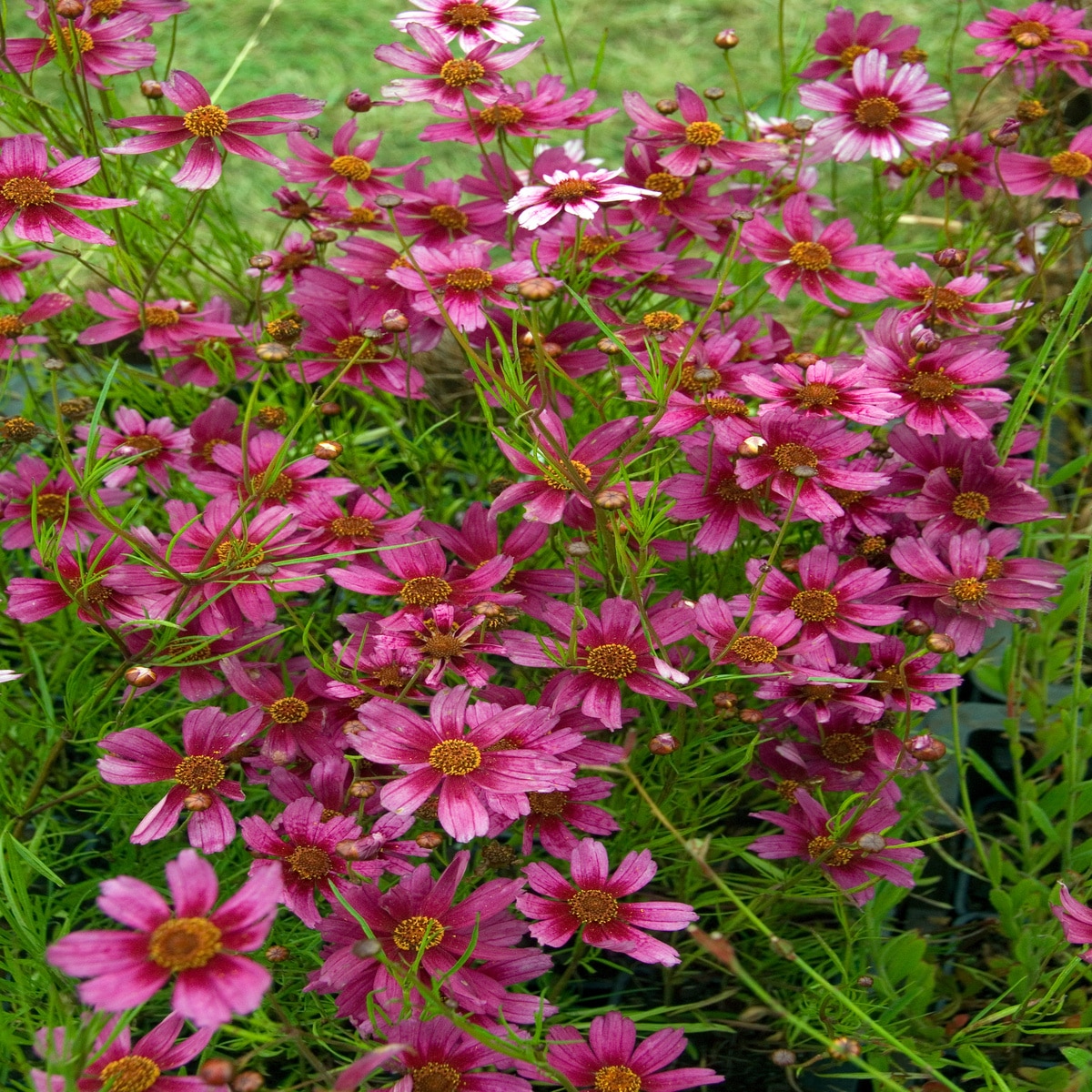 Coreopsis Rosea Heavens Gate Tickseed | SiteOne