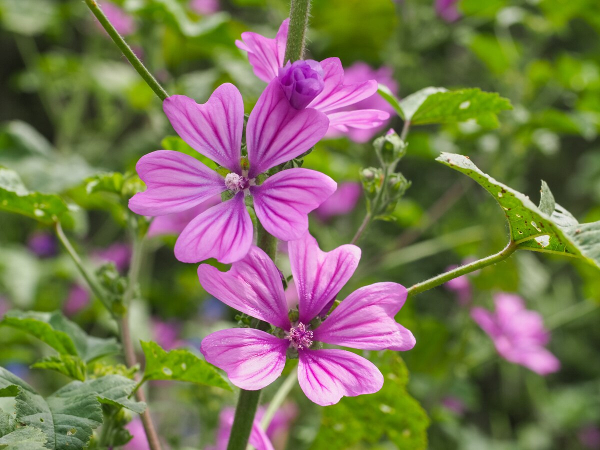Malva Sylvestris Zebrina Zebra Mallow | SiteOne