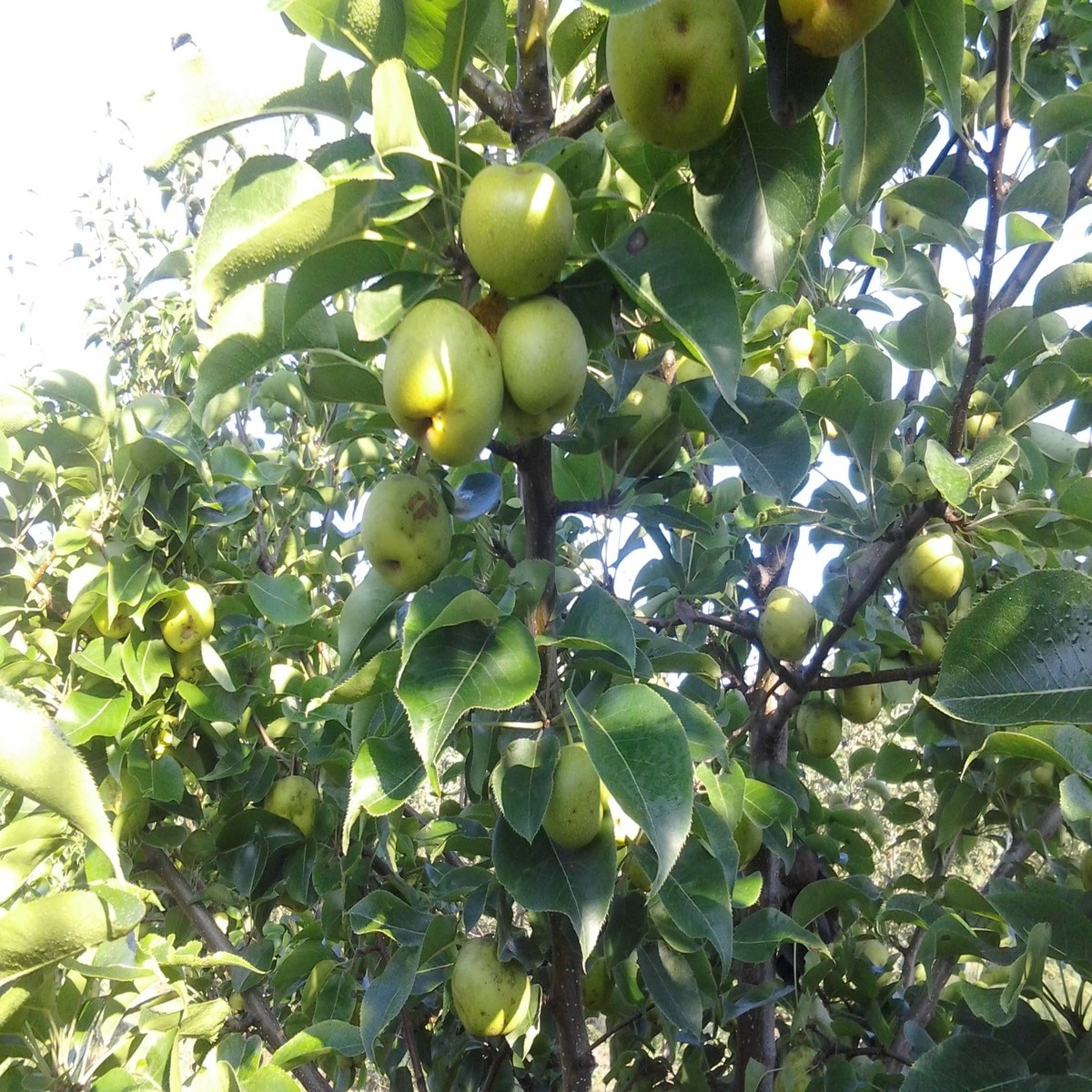 Pyrus Pyrifolia Nijisseiki 20th Century Asian Pear | SiteOne