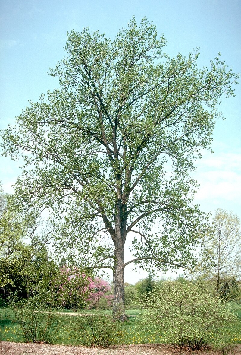 Populus Deltoides Eastern Cottonwood | SiteOne