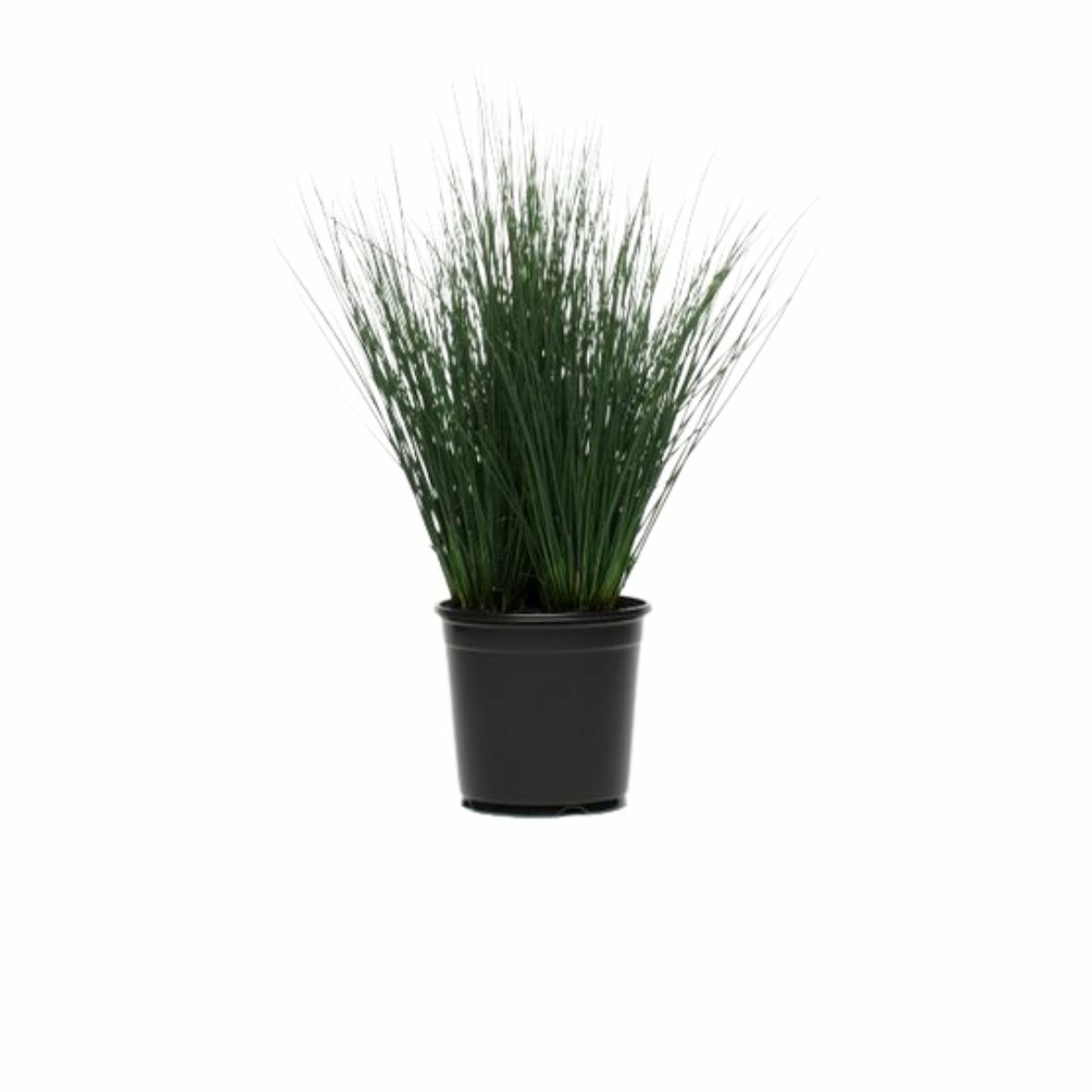 Juncus Inflexus ColorGrass Blue Dart Rush | SiteOne