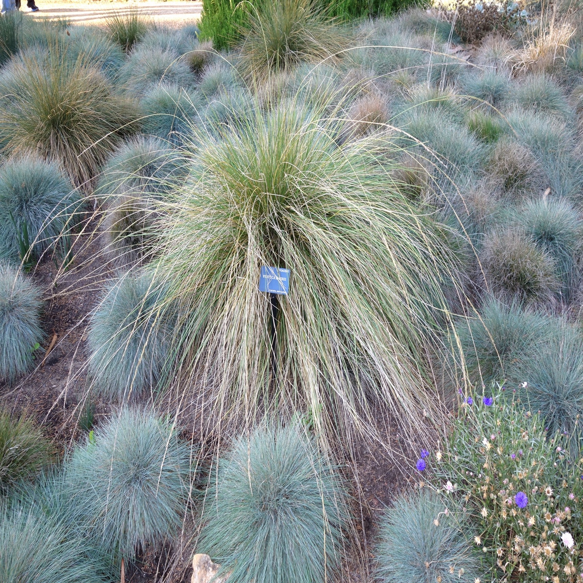 Festuca Mairei Atlas Fescue | SiteOne