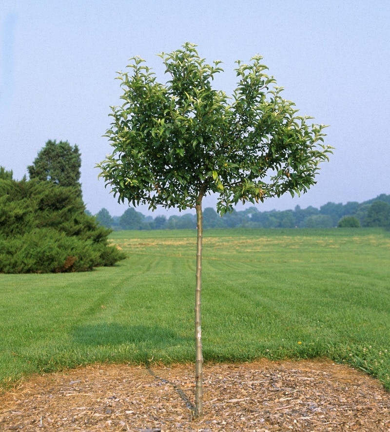 Malus X Lollipop Crabapple | SiteOne
