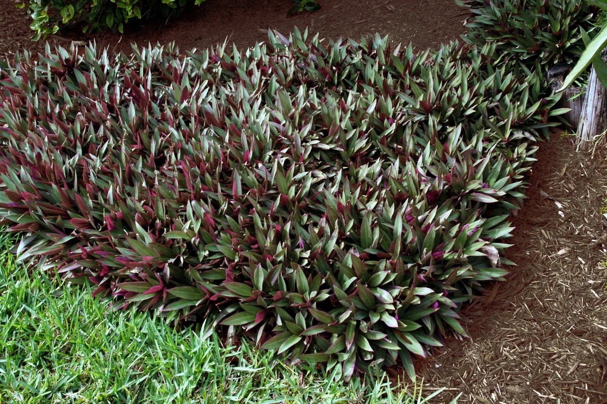 Tradescantia Spathacea Boat Lily | SiteOne