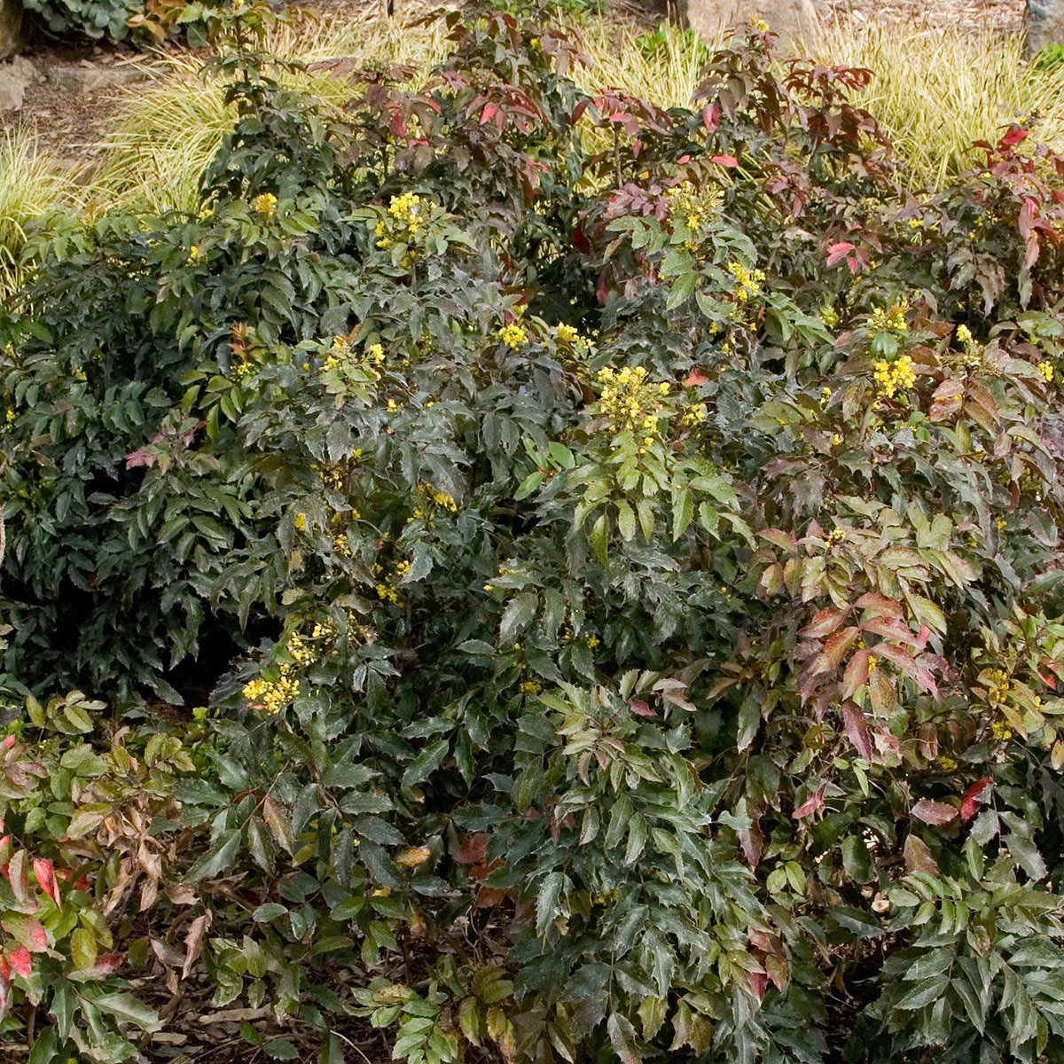 Mahonia Aquifolium Compacta Compact Oregon Grape | SiteOne
