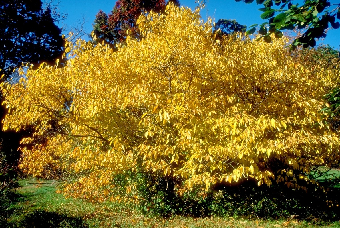 Lindera Benzoin - Bush Spice #1 | Flowers, Plants & Shrubs | SiteOne