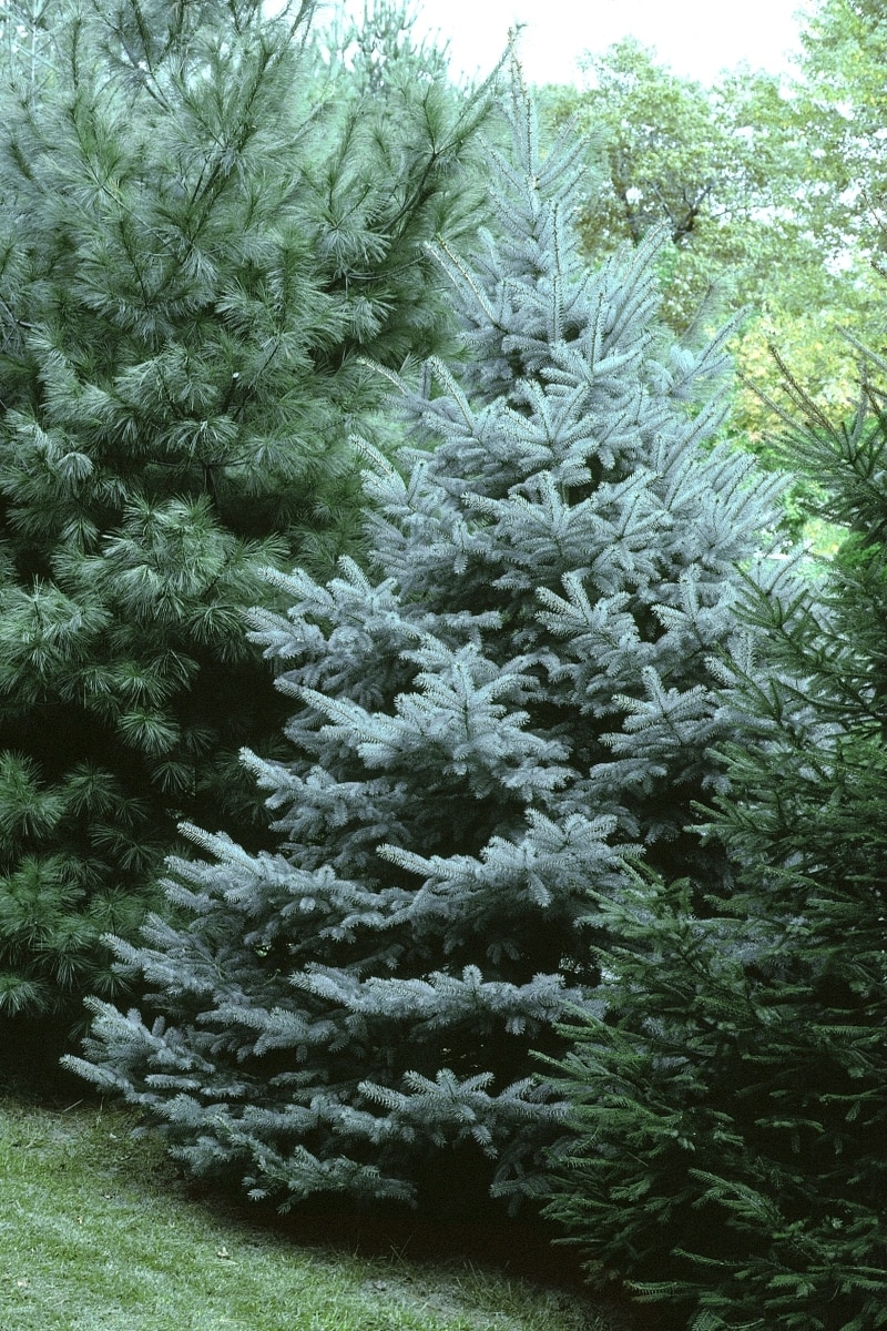 Picea Pungens F. Glauca - Blue Spruce 5 ft. | Trees | SiteOne