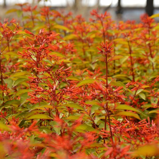 Hamelia Patens Grelmsiz Lime Sizzler Firebush | SiteOne